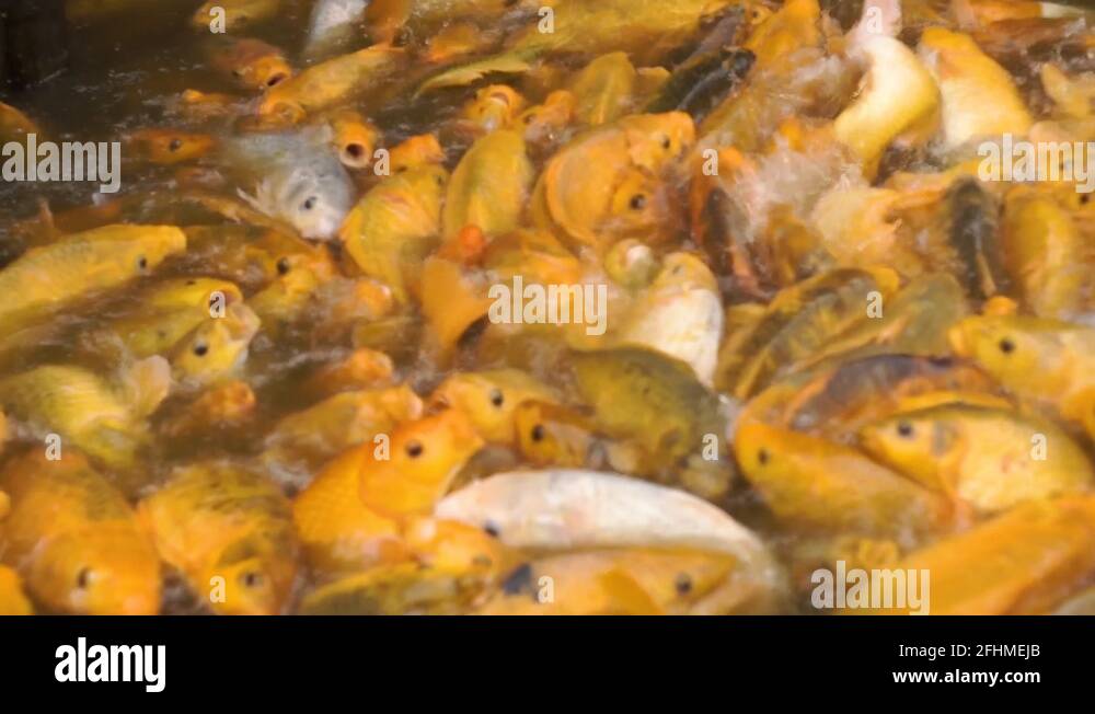 Fish cattle Stock Videos & Footage - HD and 4K Video Clips - Alamy