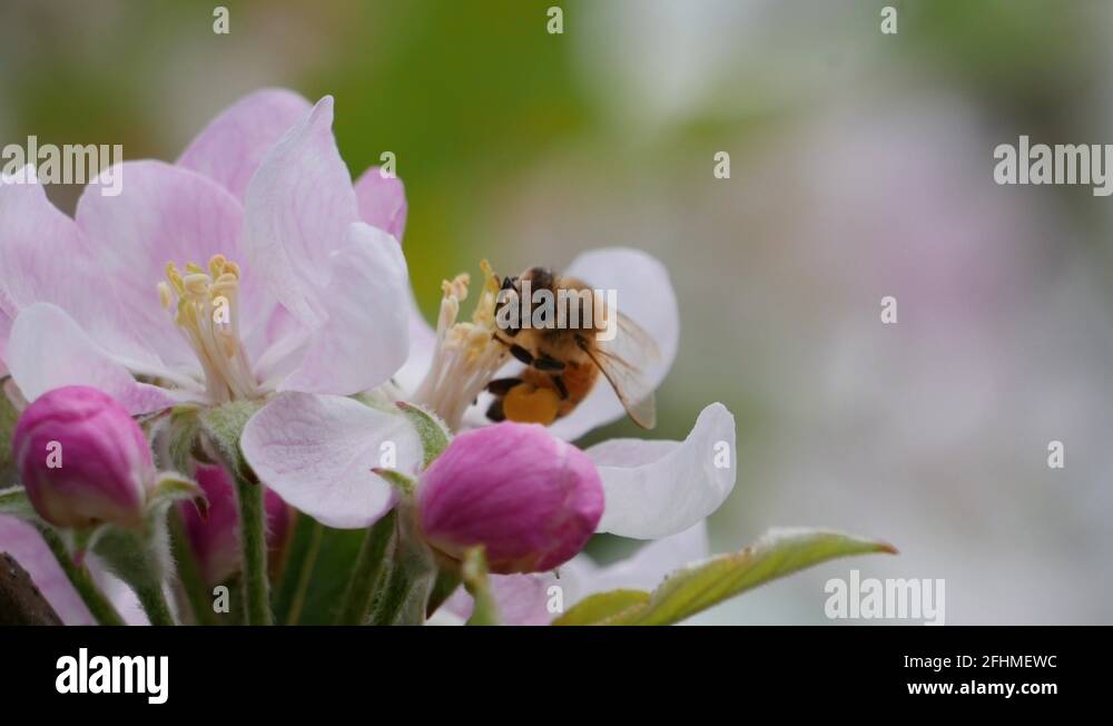 Pollen on hind legs Stock Videos & Footage - HD and 4K Video Clips - Alamy
