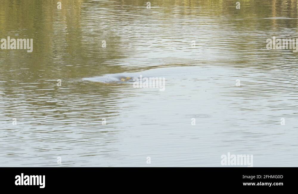 Hippo warning Stock Videos & Footage - HD and 4K Video Clips - Alamy