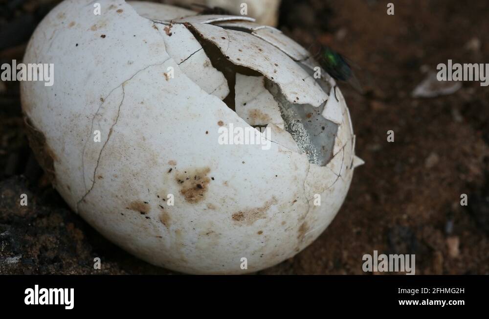 Macro shot of flies buzzing around a broken rotting egg shell in a pile ...