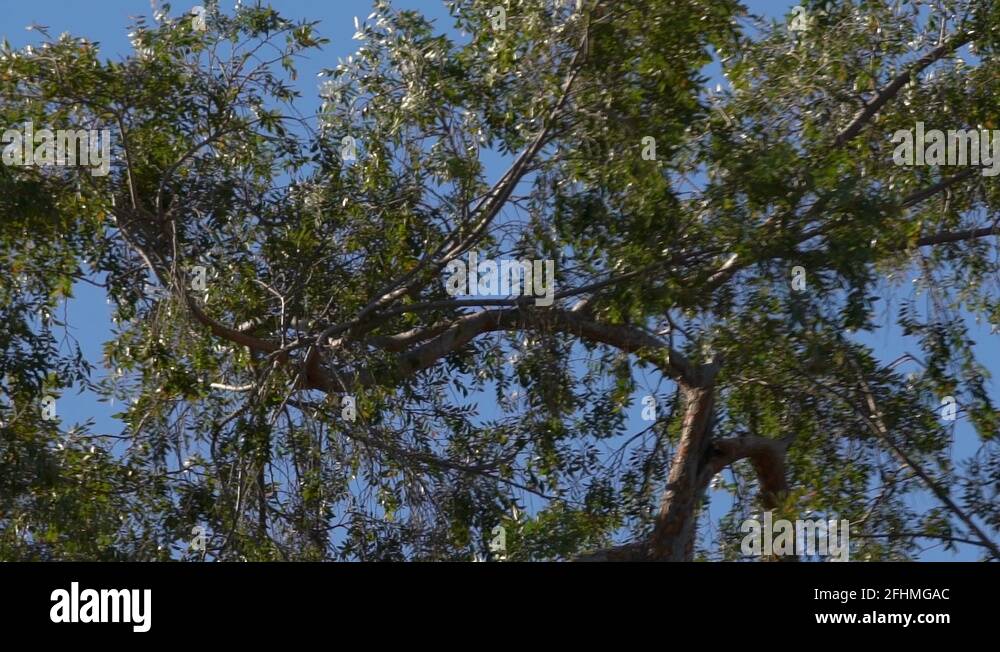 tree blowing wind slo motion Stock Video Footage - Alamy