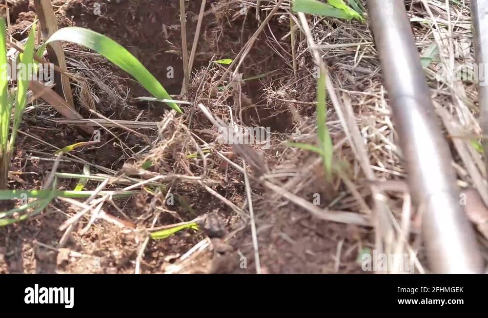 Planting Tree In Ground - Close-Up And Slight Pan - Right To Left Stock ...