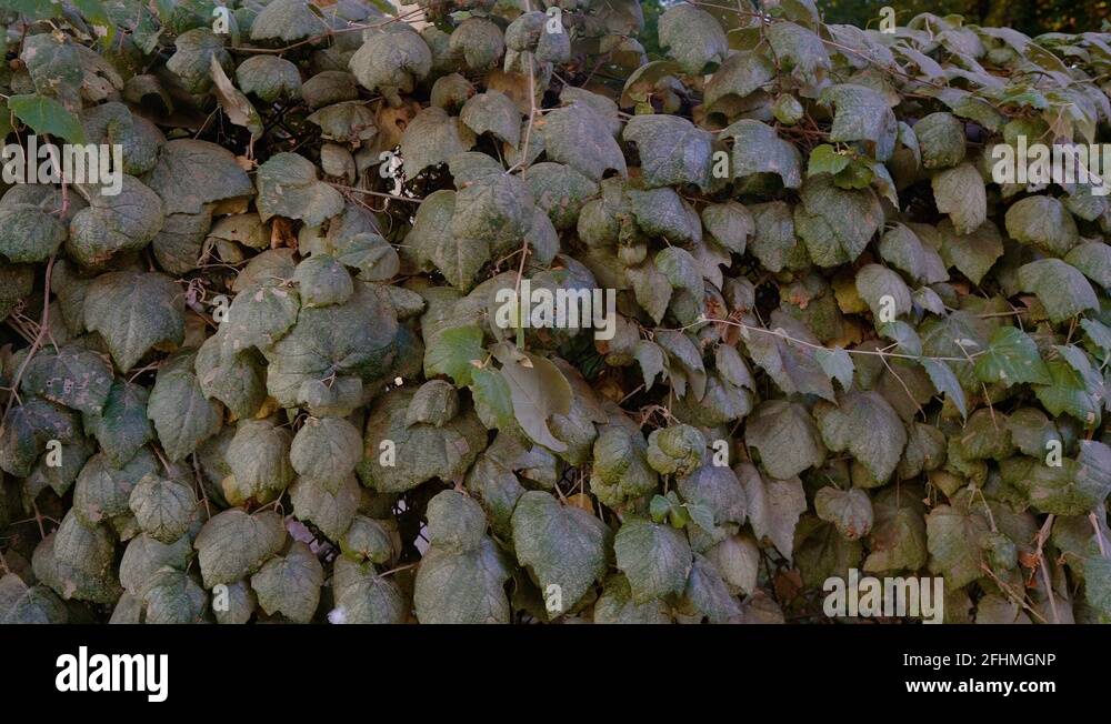 Vintage ivy pattern Stock Videos & Footage - HD and 4K Video Clips - Alamy