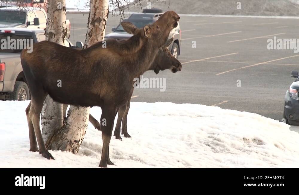 Airman family readiness center Stock Videos & Footage - HD and 4K Video ...