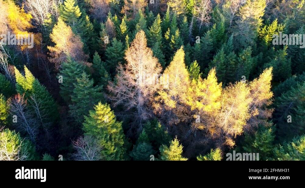 Forest ariel view Stock Videos & Footage - HD and 4K Video Clips - Alamy