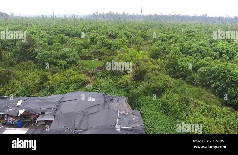 Surrounded by forest and trees Stock Videos & Footage - HD and 4K Video ...