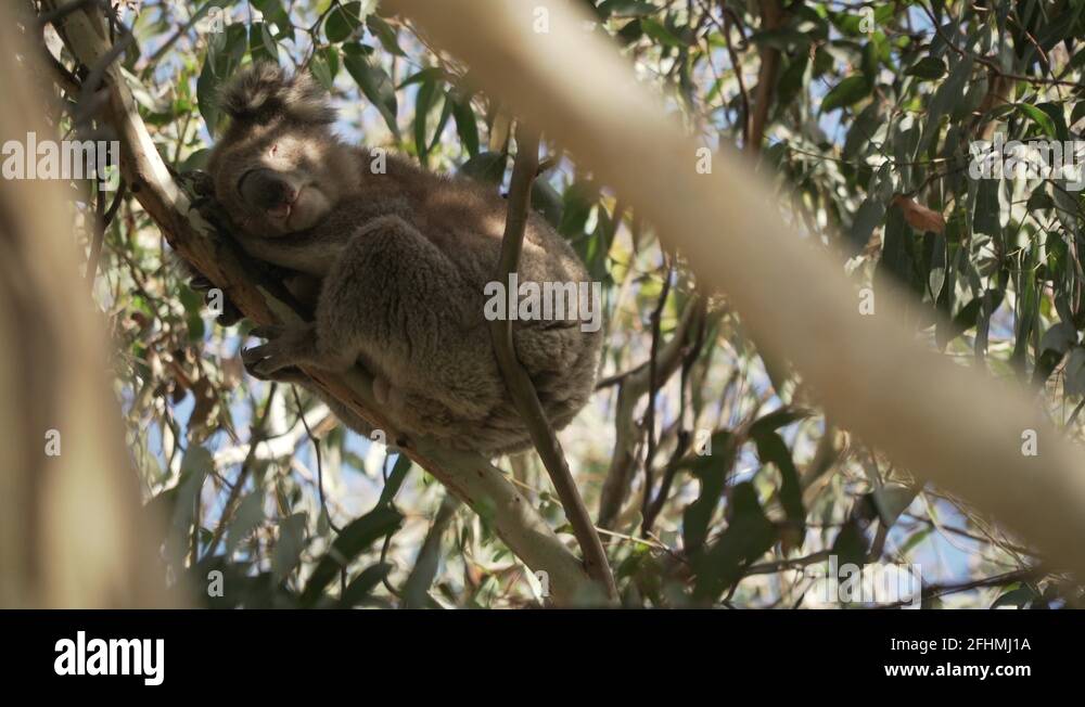 Lazy koala Stock Videos & Footage - HD and 4K Video Clips - Alamy