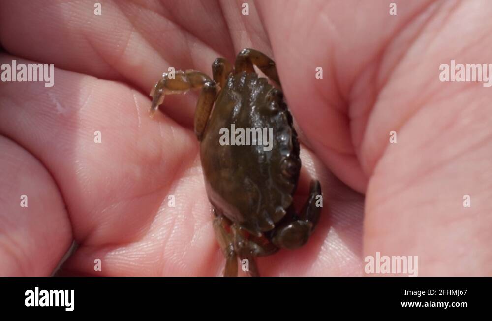Crab hands Stock Videos & Footage - HD and 4K Video Clips - Alamy