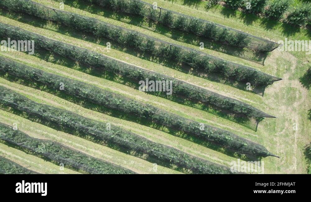 Hail nets Stock Videos & Footage - HD and 4K Video Clips - Alamy