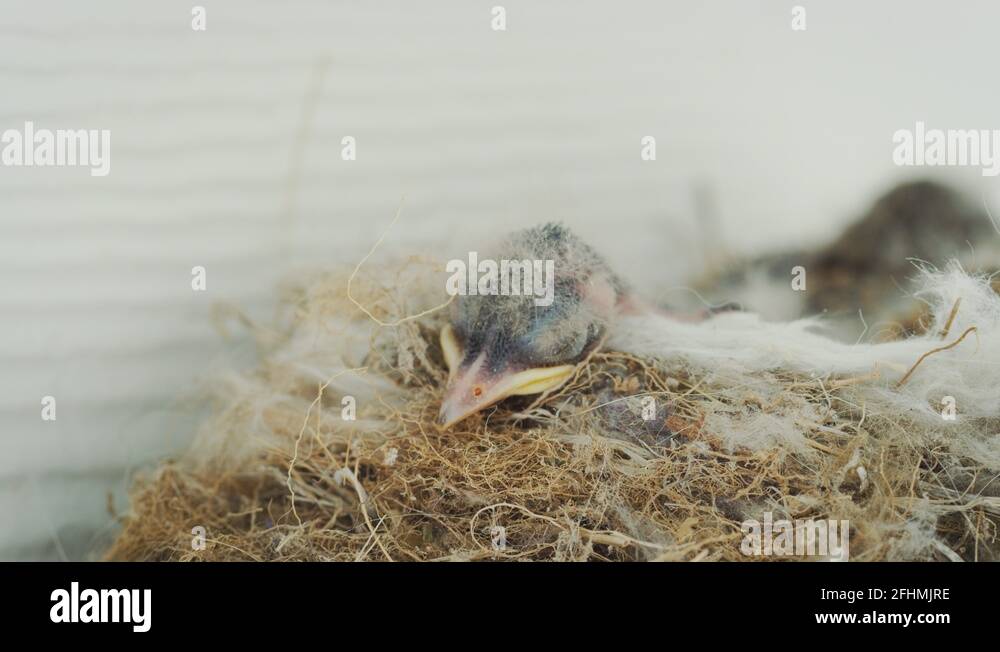 Robin fledgling nest Stock Videos & Footage - HD and 4K Video Clips - Alamy