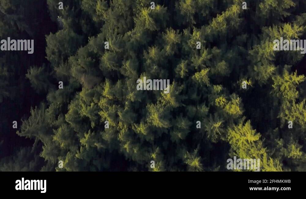 Waterside forest Stock Videos & Footage - HD and 4K Video Clips - Alamy