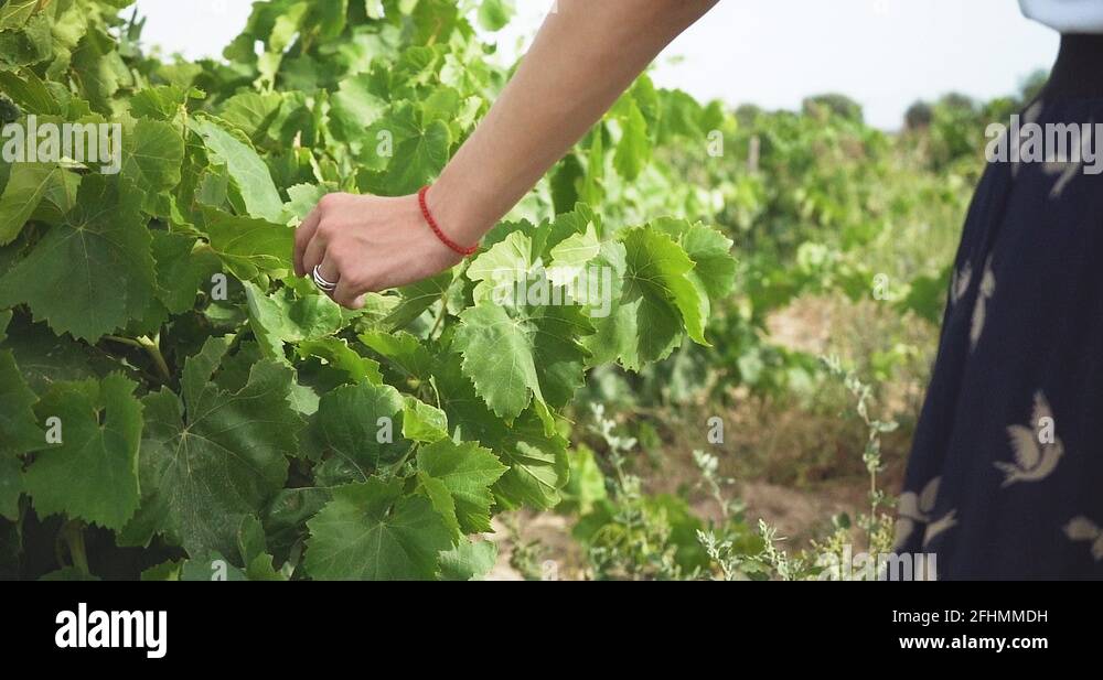 Planting of vines Stock Videos & Footage - HD and 4K Video Clips - Alamy