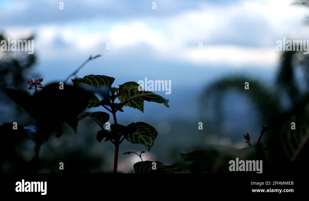 Blur philippines house in Stock Videos & Footage - HD and 4K Video Clips - Alamy