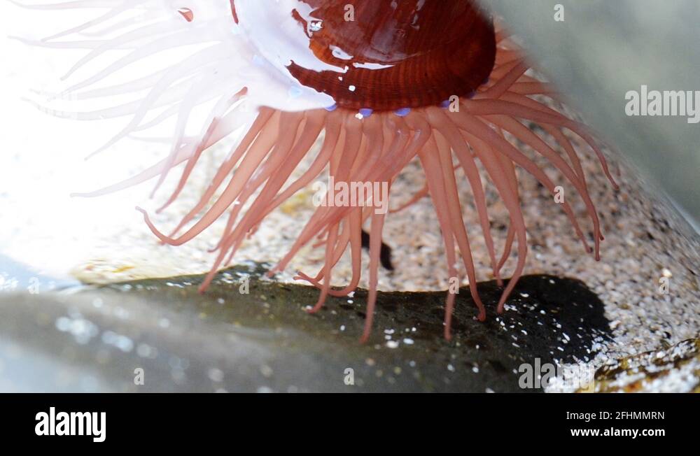 Actinia equina fish Stock Videos & Footage - HD and 4K Video Clips - Alamy