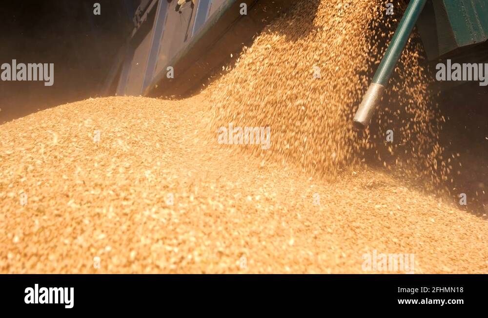 Pile grain in warehouse Stock Videos & Footage - HD and 4K Video Clips ...
