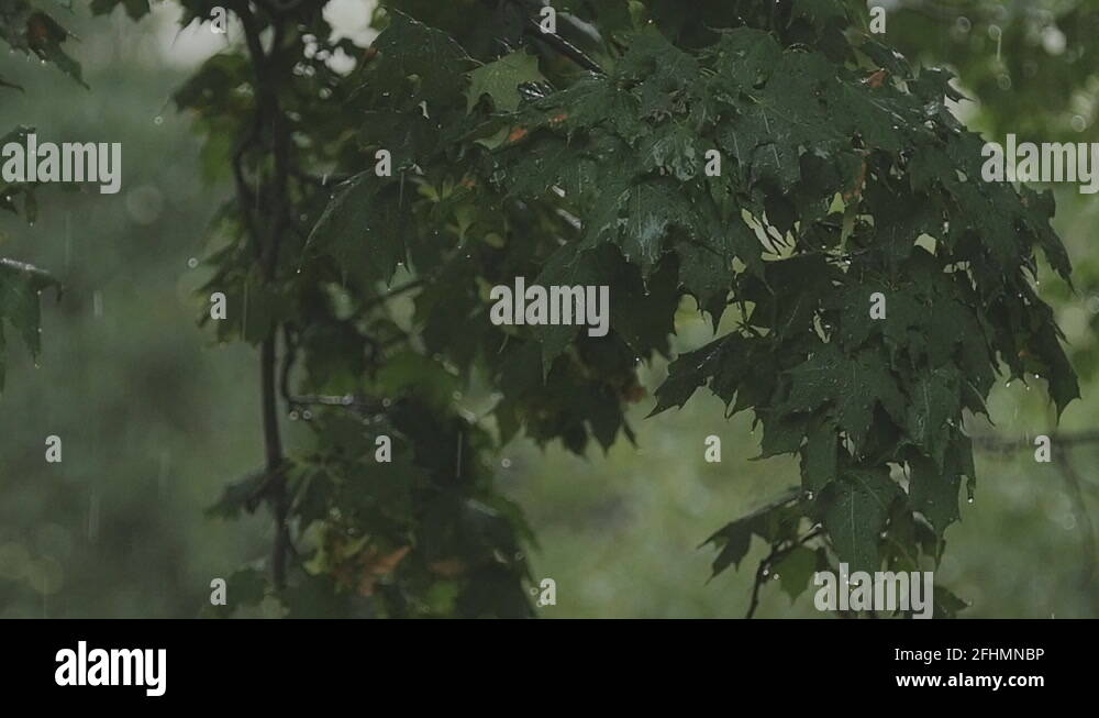 A strong wind shakes branches of trees, and heavy drops of rain falling ...