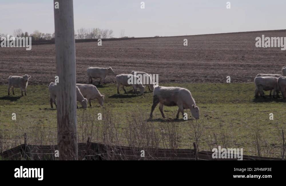 Sheep wide Stock Videos & Footage - HD and 4K Video Clips - Alamy