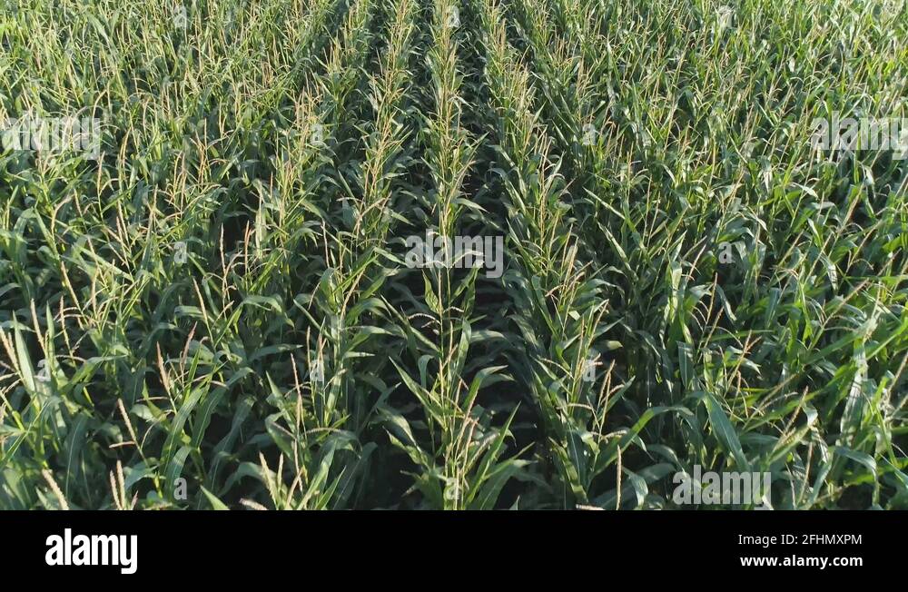 Green field of corn Stock Videos & Footage - HD and 4K Video Clips - Alamy