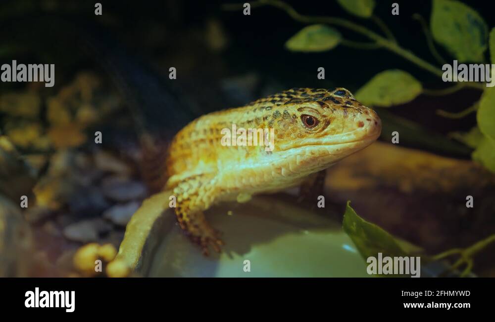 Great plated lizard Stock Videos & Footage - HD and 4K Video Clips - Alamy