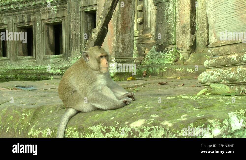 Monkey Alpha male in front of Cambodian Temple Stock Video Footage - Alamy
