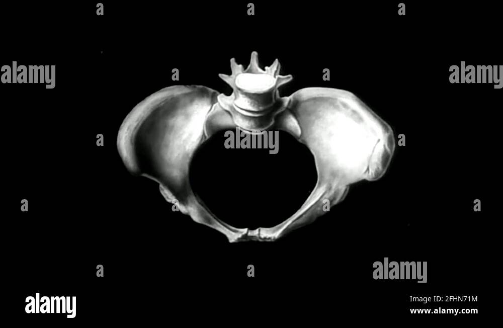 Illustration of normal female pelvis - 1939 Stock Video Footage - Alamy