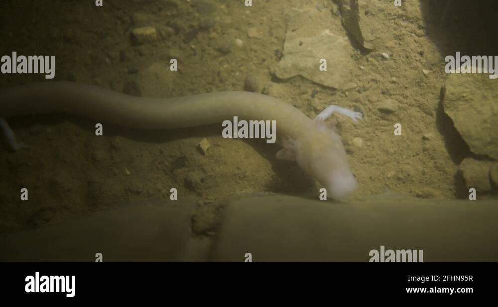 The human fish Stock Videos & Footage - HD and 4K Video Clips - Alamy