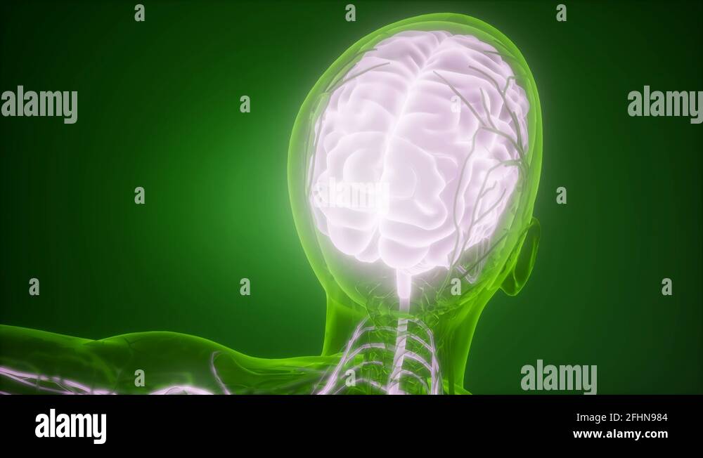 X ray brain spinal cord nerves Stock Videos & Footage - HD and 4K Video ...