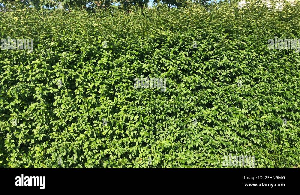 Cloud hedge Stock Videos & Footage - HD and 4K Video Clips - Alamy