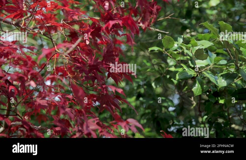 Green red tree leaves Stock Videos & Footage - HD and 4K Video Clips ...