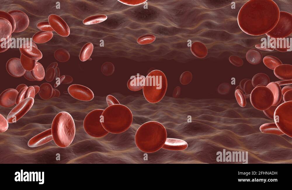 Human erythrocytes Stock Videos & Footage - HD and 4K Video Clips - Alamy