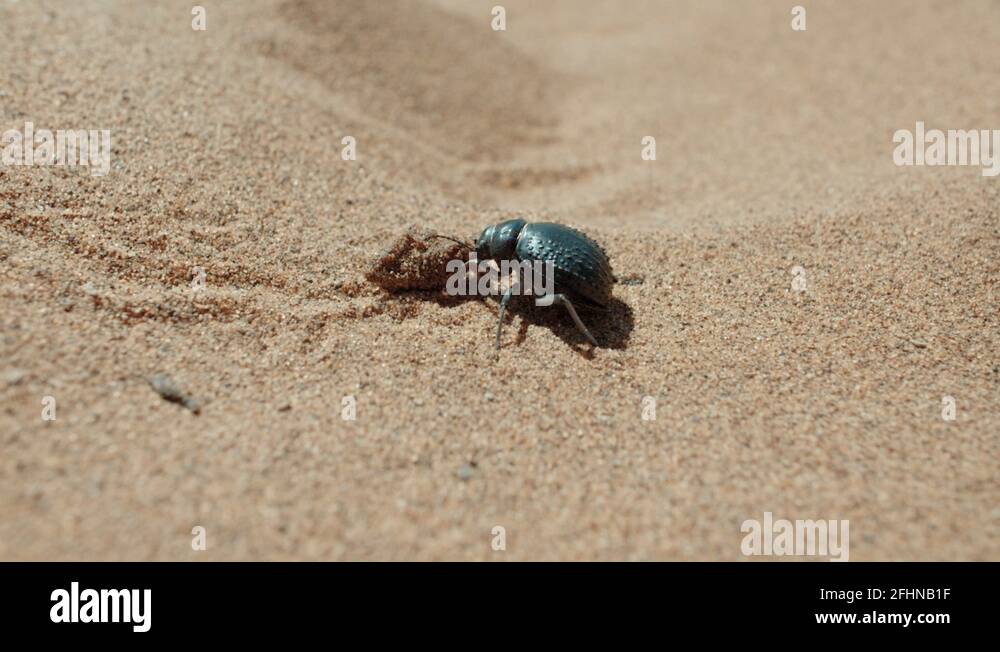 A scarab beetle working with sand on a Sahara desert in Morocco shot in ...