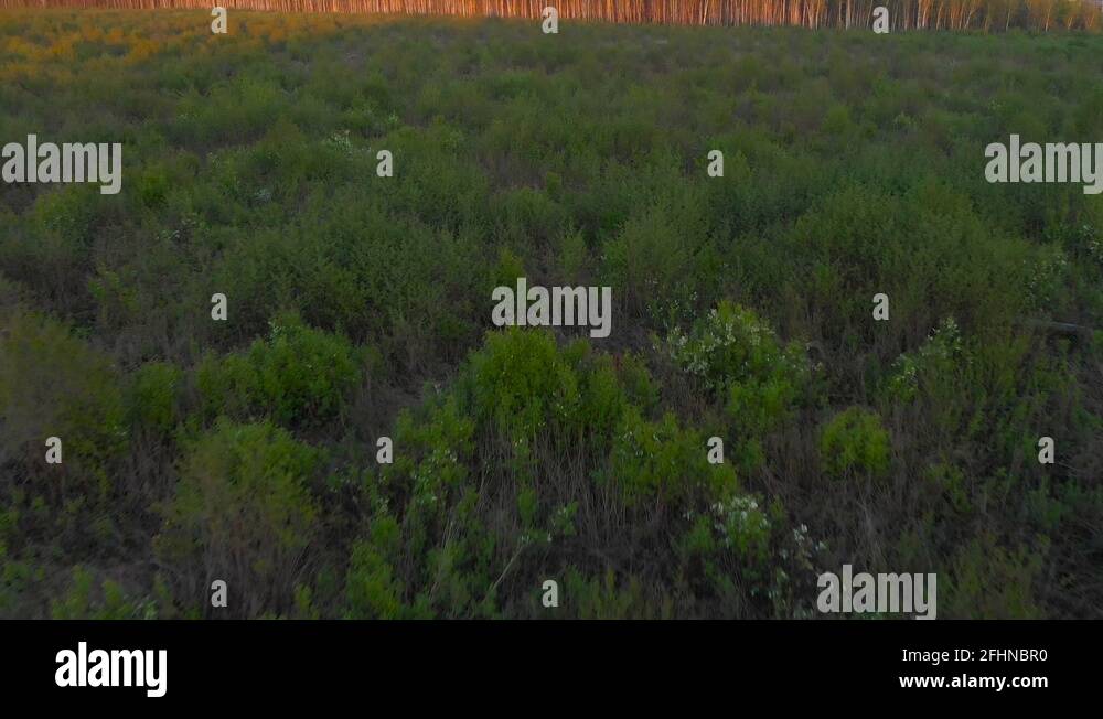 Aerial view of green treetops Stock Videos & Footage - HD and 4K Video ...