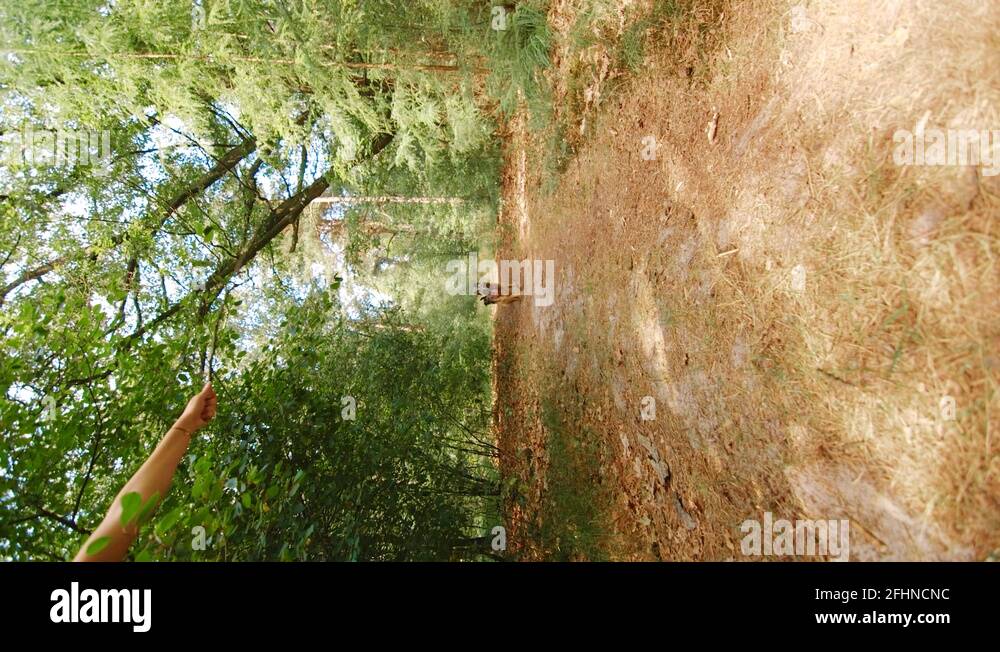 Retrieve stick Stock Videos & Footage - HD and 4K Video Clips - Alamy