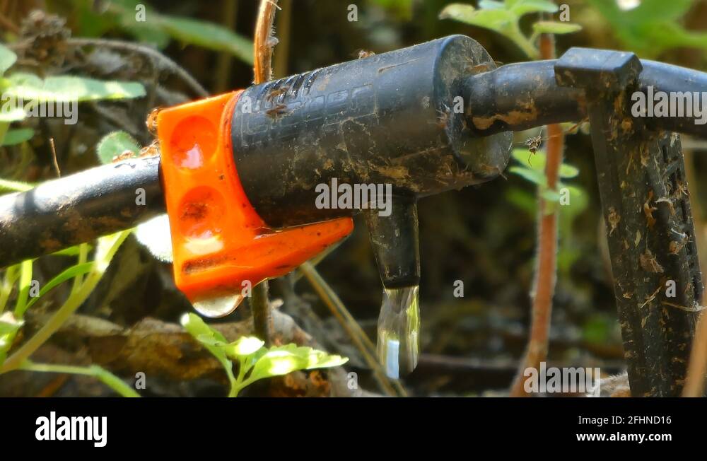 Droplet irrigation Stock Videos & Footage - HD and 4K Video Clips - Alamy