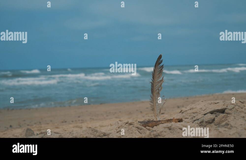 Beach sand feather Stock Videos & Footage - HD and 4K Video Clips - Alamy