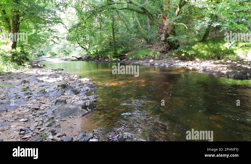 Slow pan from left to right of a little river under a forest Stock ...