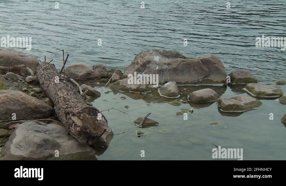 Stagnant water around tree Stock Videos & Footage - HD and 4K Video ...
