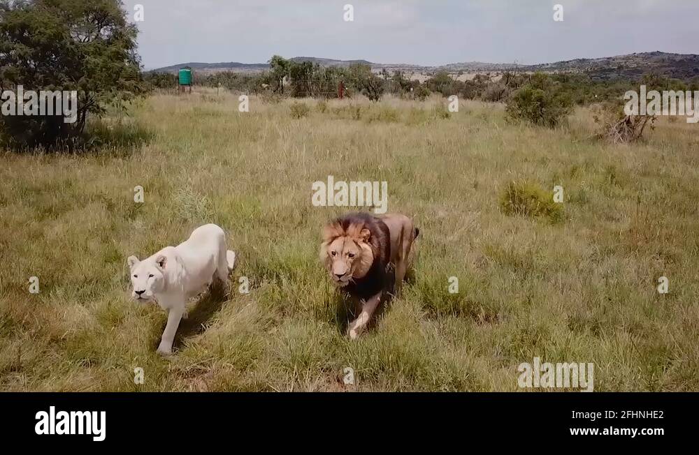 Male lion stalking grass Stock Videos & Footage - HD and 4K Video Clips ...