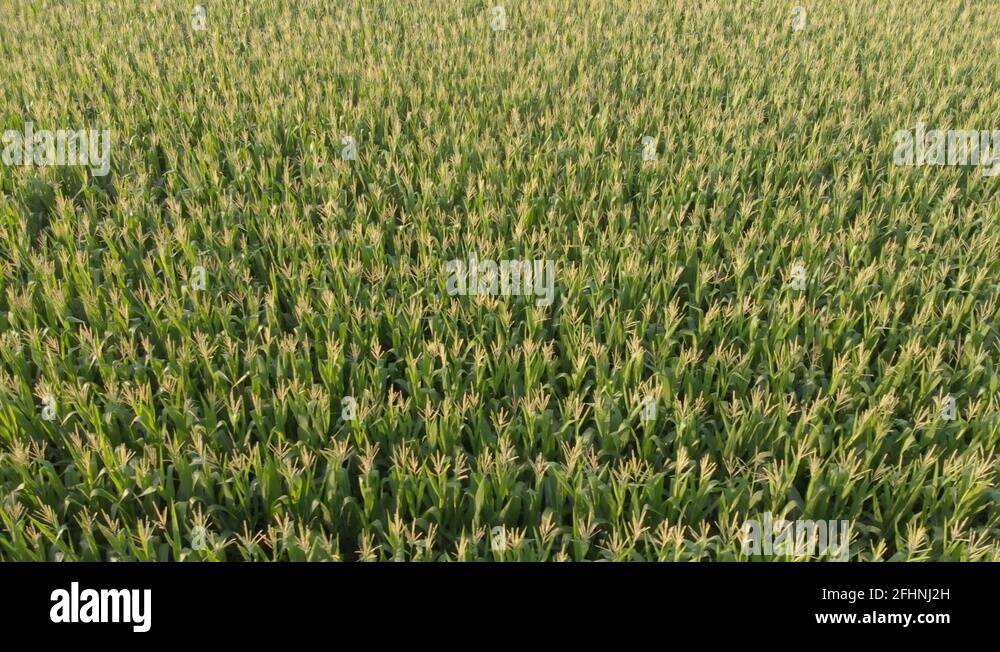 Ariel footage from Wisconsin corn fields showing rows of corn crops ...