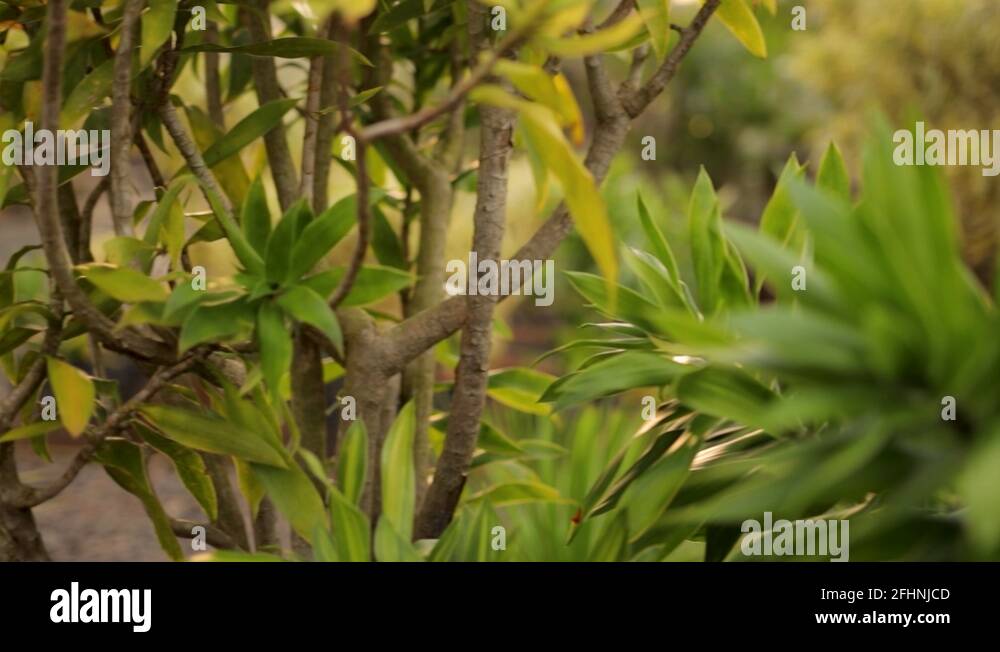 Inside Bushes Details Close-up at Sun, Camera Pan left to Right Stock ...