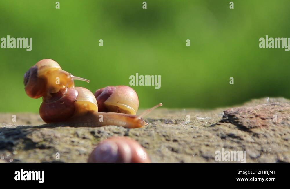 Hermaphrodite snail Stock Videos & Footage - HD and 4K Video Clips - Alamy