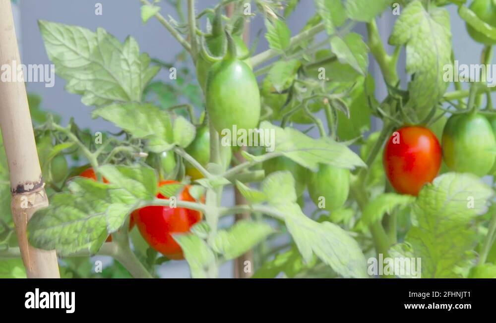 Growing tomatoes balcony Stock Videos & Footage - HD and 4K Video Clips - Alamy