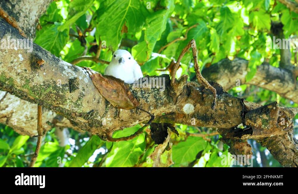 Bird birds bird of paradise hummingbird Stock Videos & Footage - HD and ...