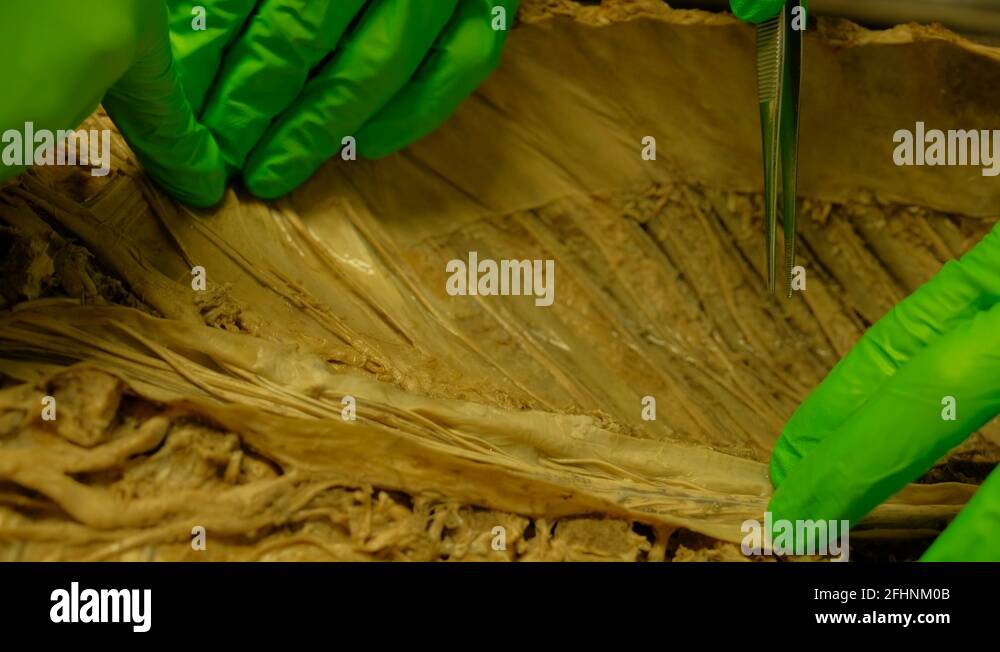 Pointing to body parts Stock Videos & Footage - HD and 4K Video Clips ...