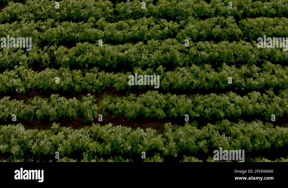 Horizontal show agriculture farming Stock Videos & Footage - HD and 4K ...