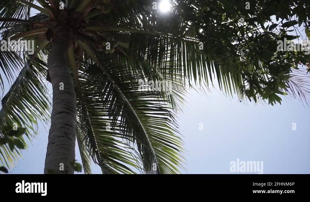 Sunshine thru trees Stock Videos & Footage - HD and 4K Video Clips - Alamy