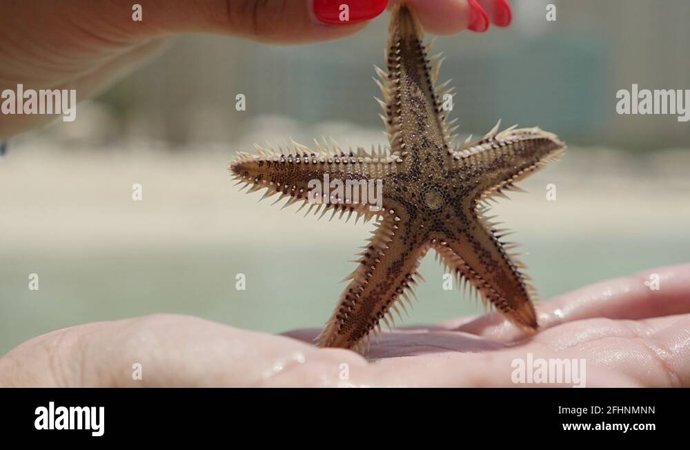 Red and spiny starfish Stock Videos & Footage - HD and 4K Video Clips ...