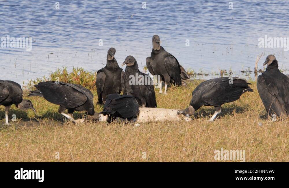 Fishing buzzards Stock Videos & Footage - HD and 4K Video Clips - Alamy