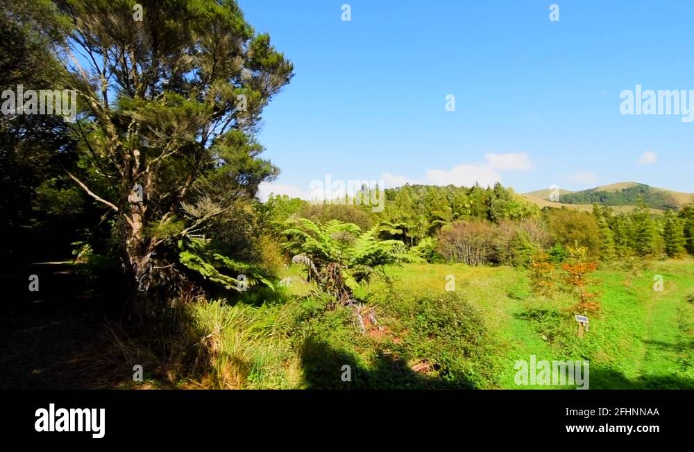 Hiking through New Zealand's native bush Stock Video Footage - Alamy