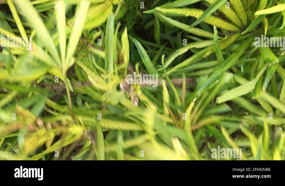 Skyline plants Stock Videos & Footage - HD and 4K Video Clips - Alamy